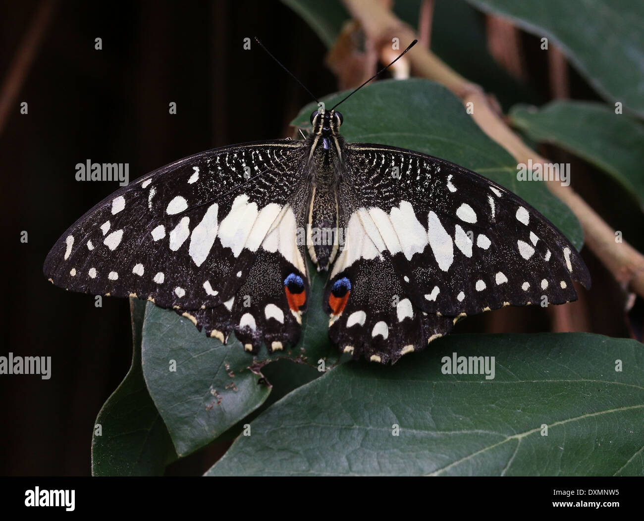 Common Lime Butterfly (Papilio demoleus) a.k.a. Lemon Butterfly ...