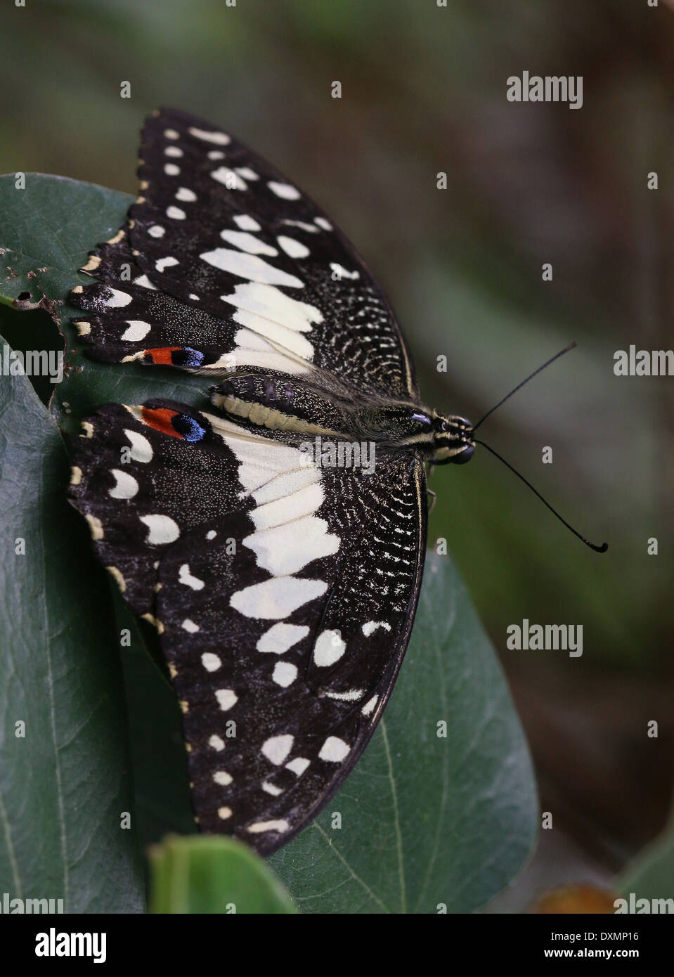 Common Lime Butterfly (Papilio demoleus) a.k.a. Lemon Butterfly ...
