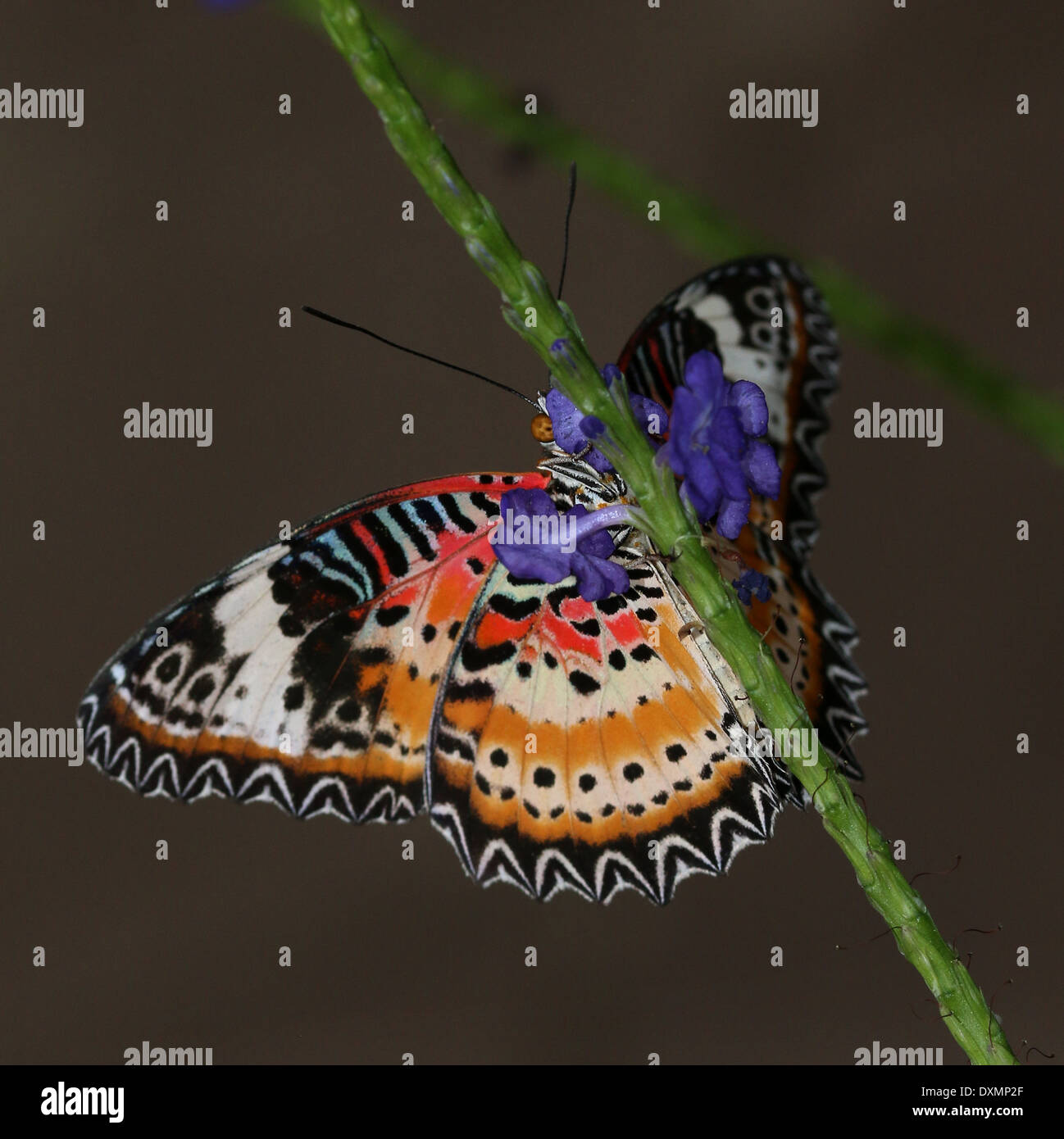 Leopard lacewings hi-res stock photography and images - Alamy