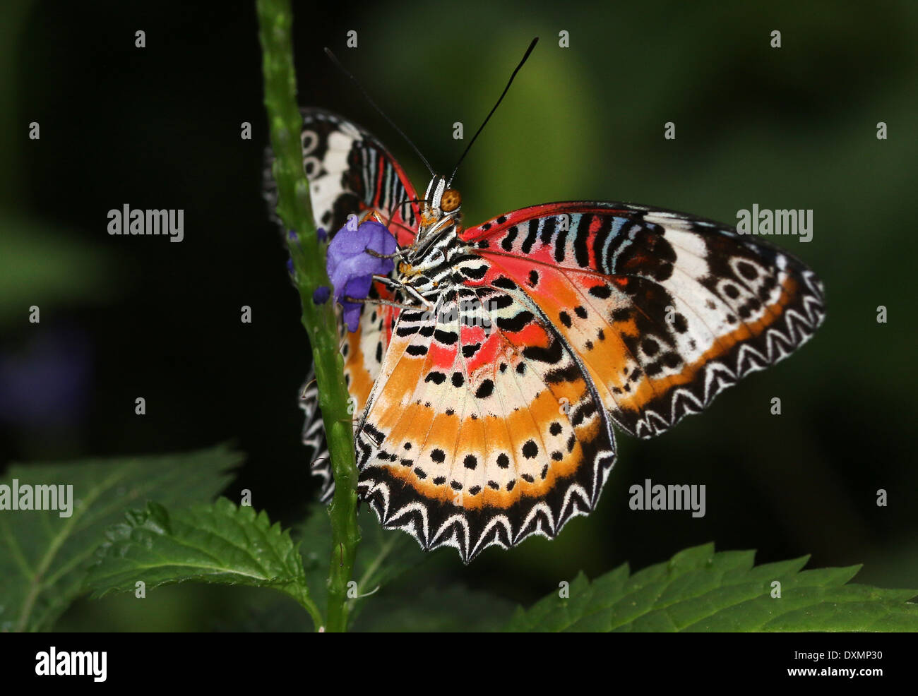Leopard lacewings hi-res stock photography and images - Alamy