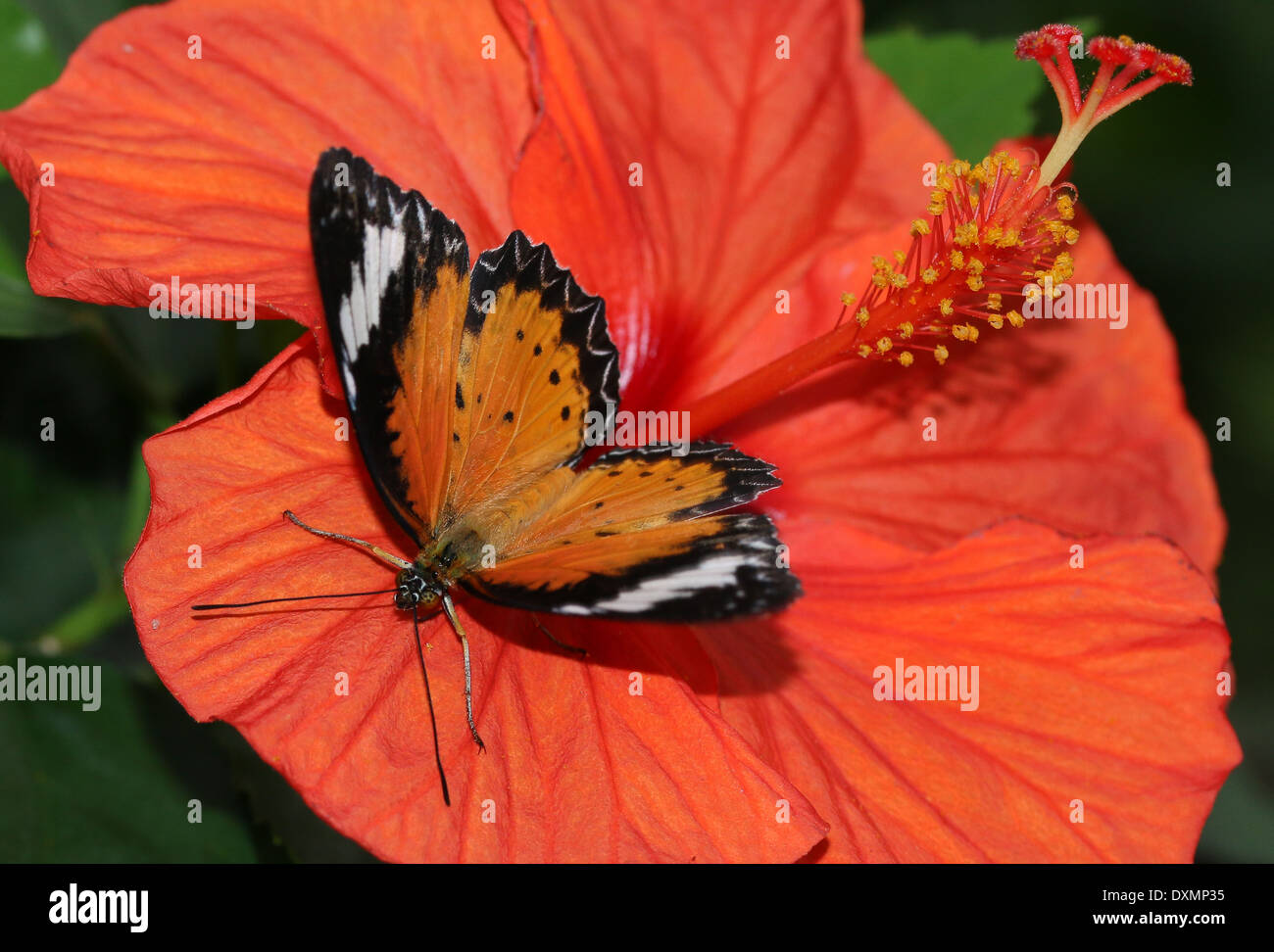 Leopard lacewings hi-res stock photography and images - Alamy