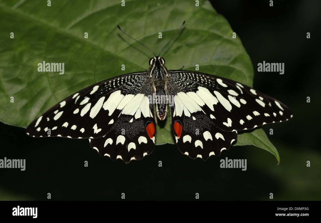 Common Lime Butterfly (Papilio demoleus) a.k.a. Lemon Butterfly ...