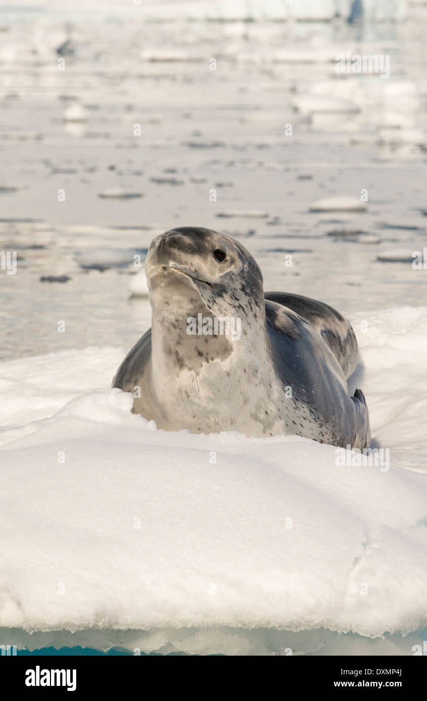 Leopard seal antarctica hi-res stock photography and images - Alamy