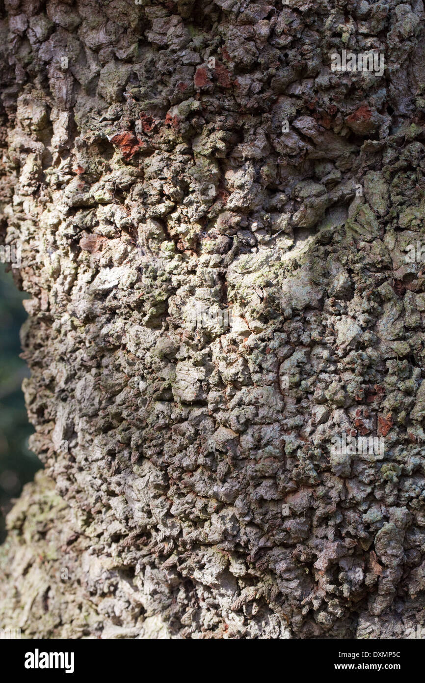 Common, Pedunculate or English Oak (Quercus robur). Trunk of a mature tree. Showing abnormal ...