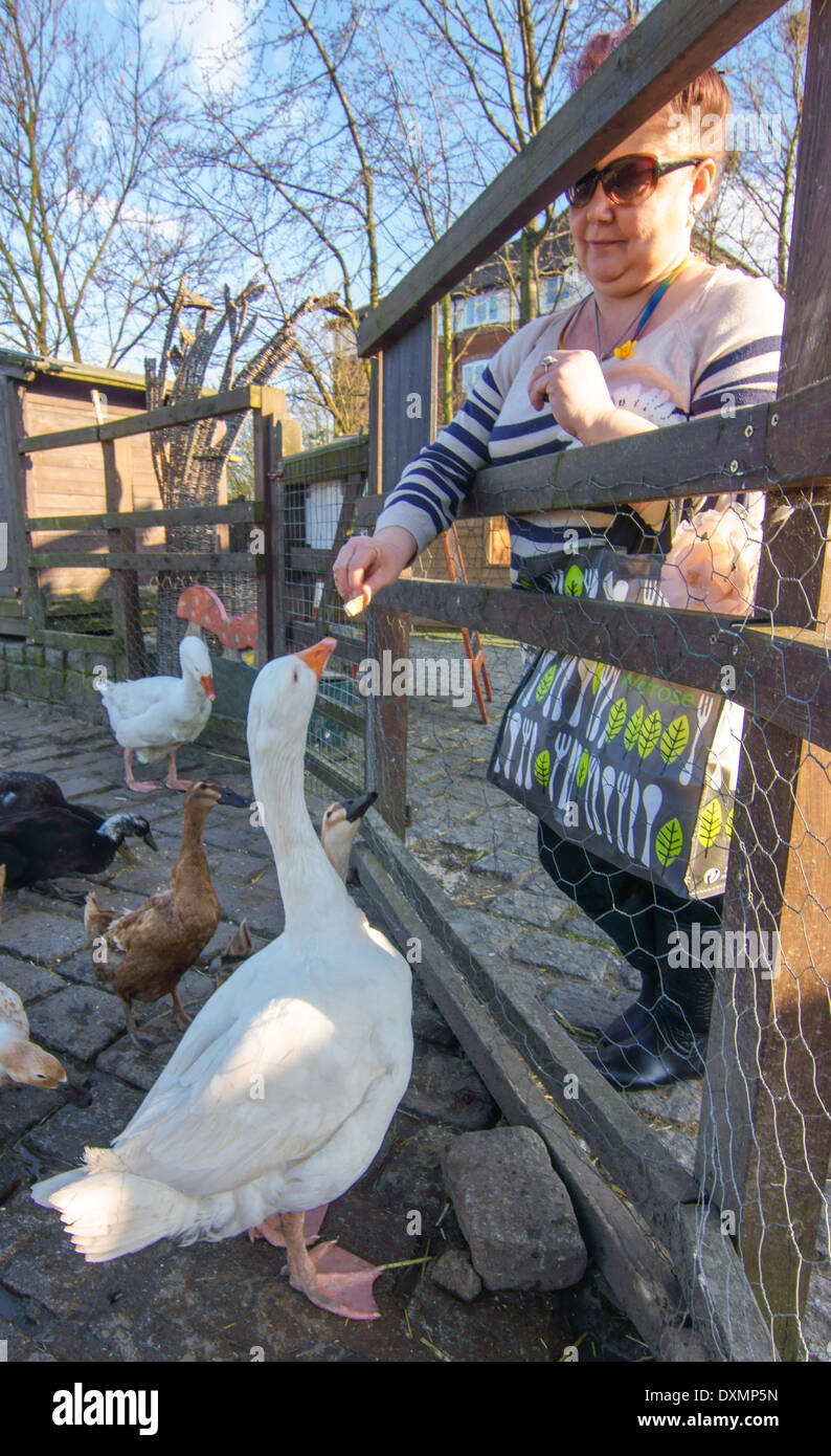 Woman with goose hi-res stock photography and images - Alamy