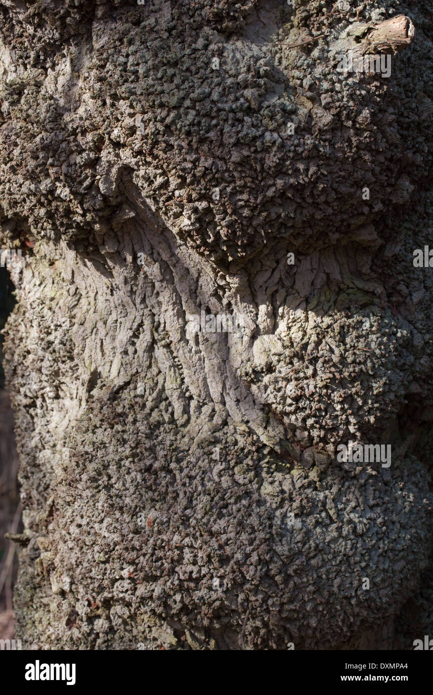 Common, Pedunculate or English Oak (Quercus robur). Trunk of a mature ...