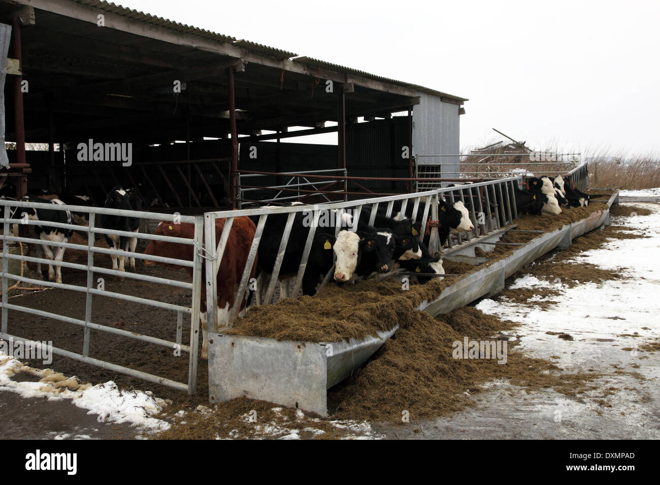 Cattle Feeding Trough Stock Photos & Cattle Feeding Trough Stock Images ...