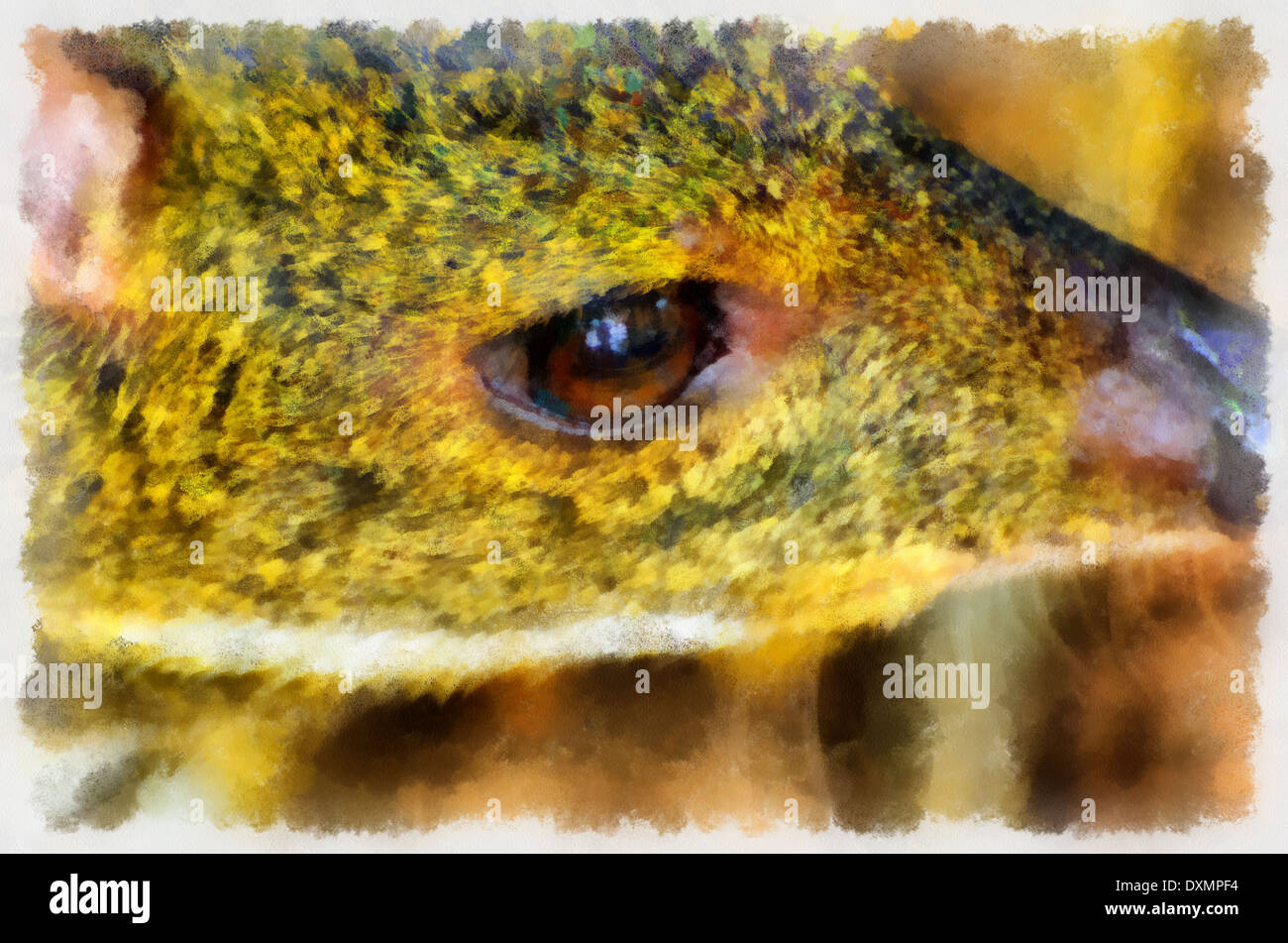 Neotragus pygmaeus hi-res stock photography and images - Alamy