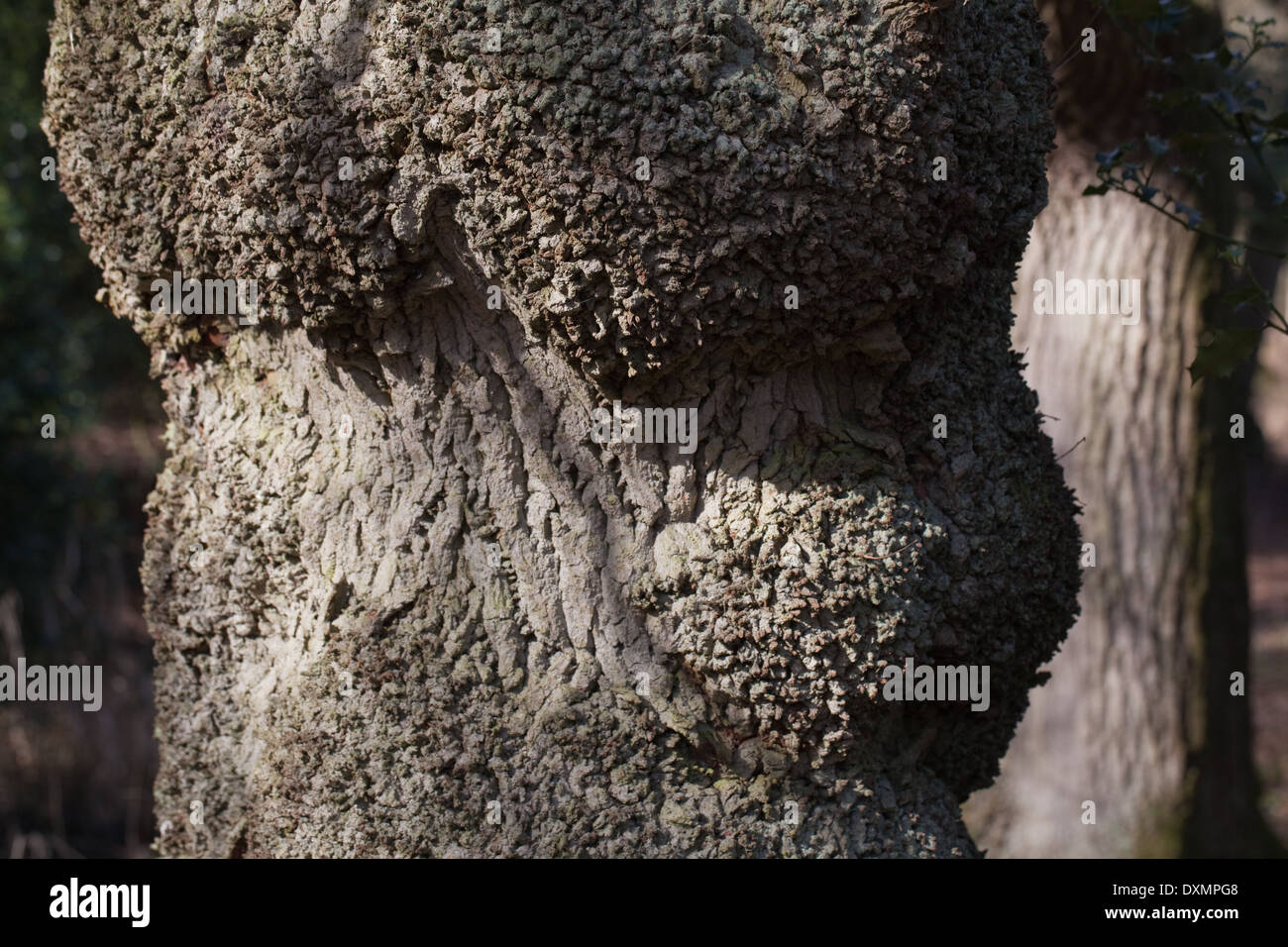 Old thick oak tree trunk hi-res stock photography and images - Alamy