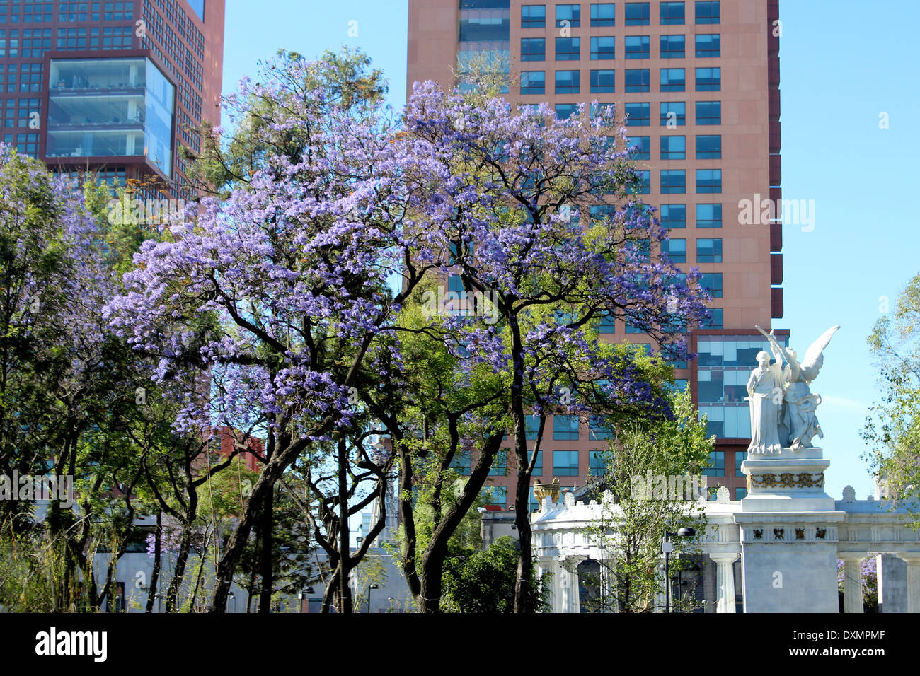 Jacaranda tree in the Alameda Park with two modern buildings behind ...