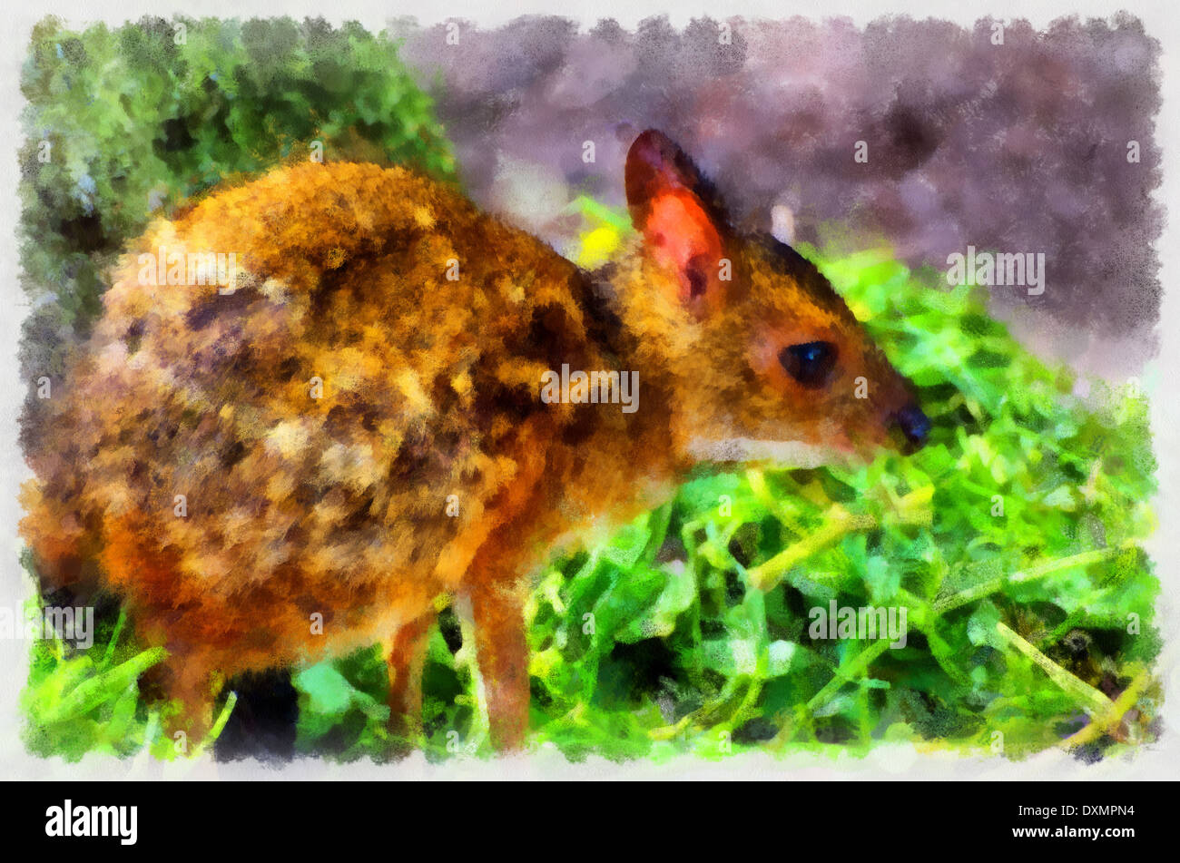 Neotragus High Resolution Stock Photography and Images - Alamy