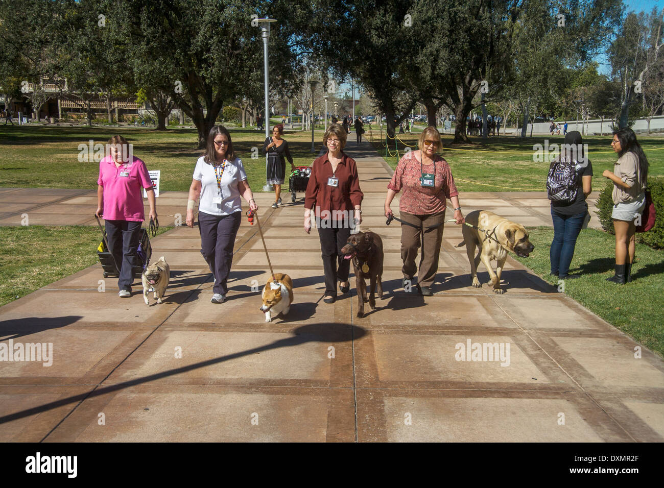 Volunteer owners bring their specially trained comfort dogs to ...