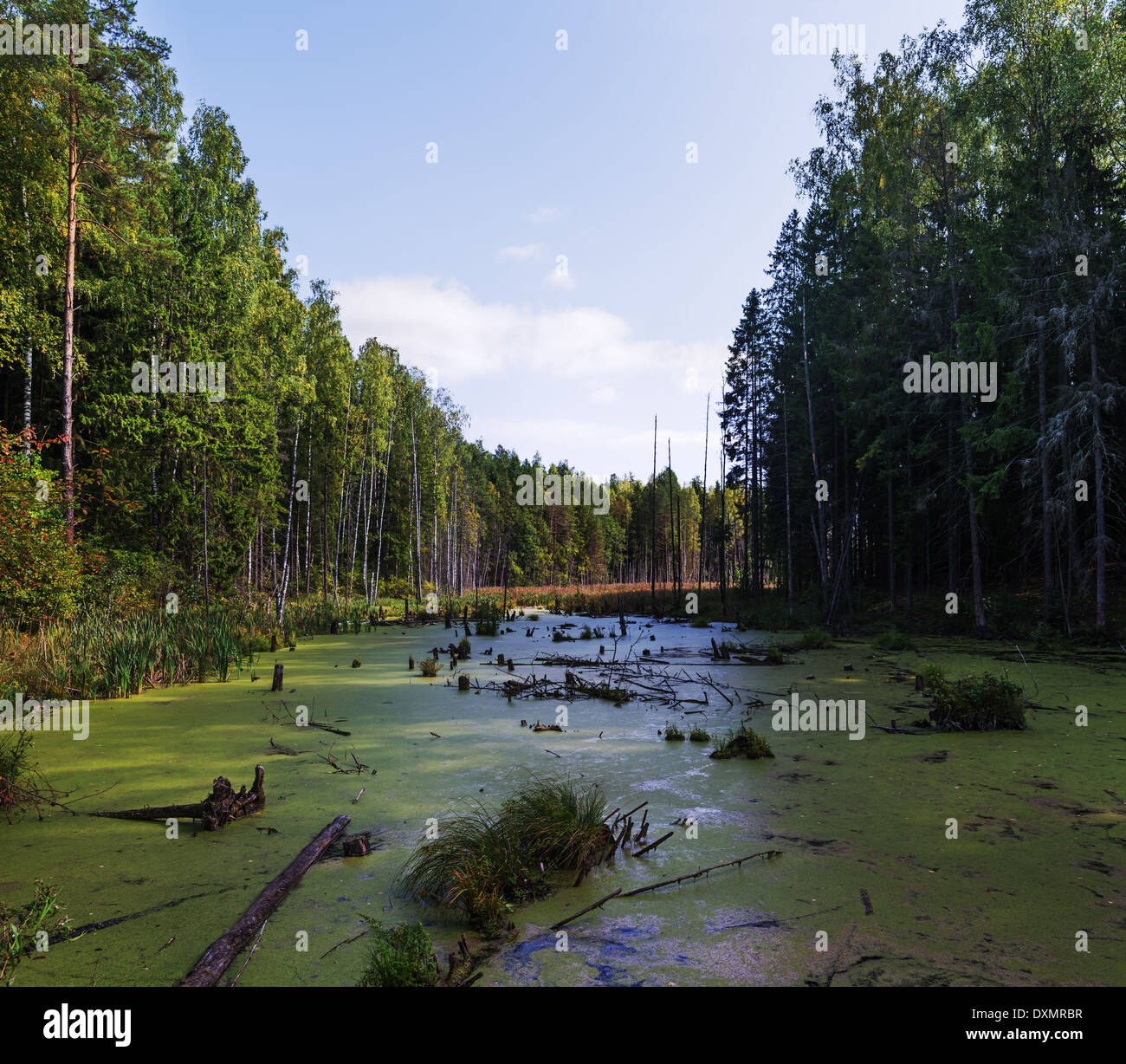 Aspen leaf on sheet hi-res stock photography and images - Alamy