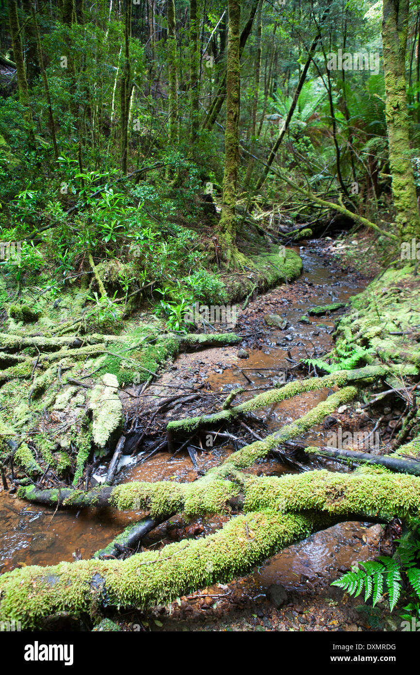Stream through the Tarkine rainforest Stock Photo - Alamy