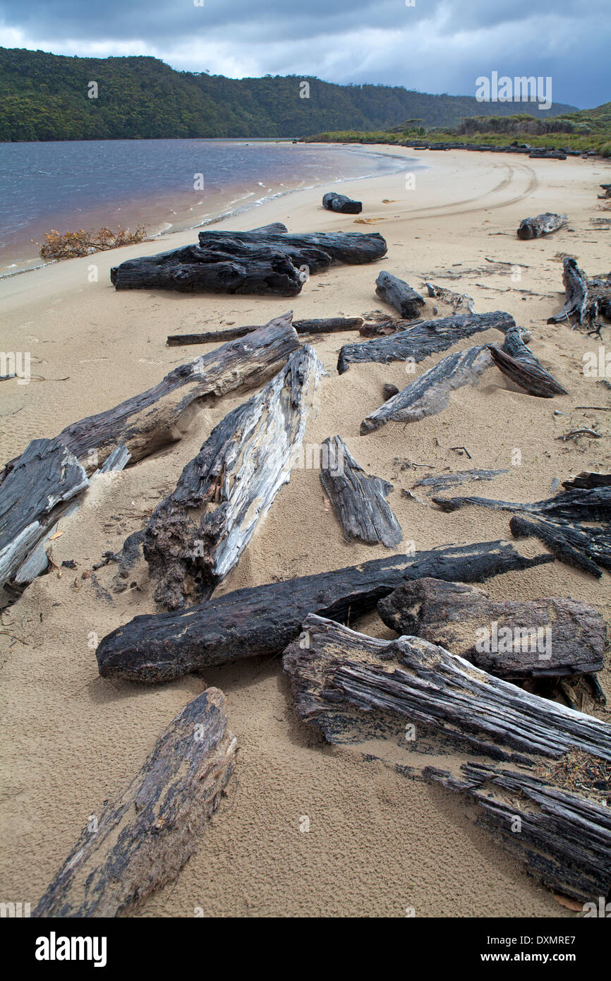 Washed-up logs at Pieman Heads, at the edge of the Tarkine rainforest ...