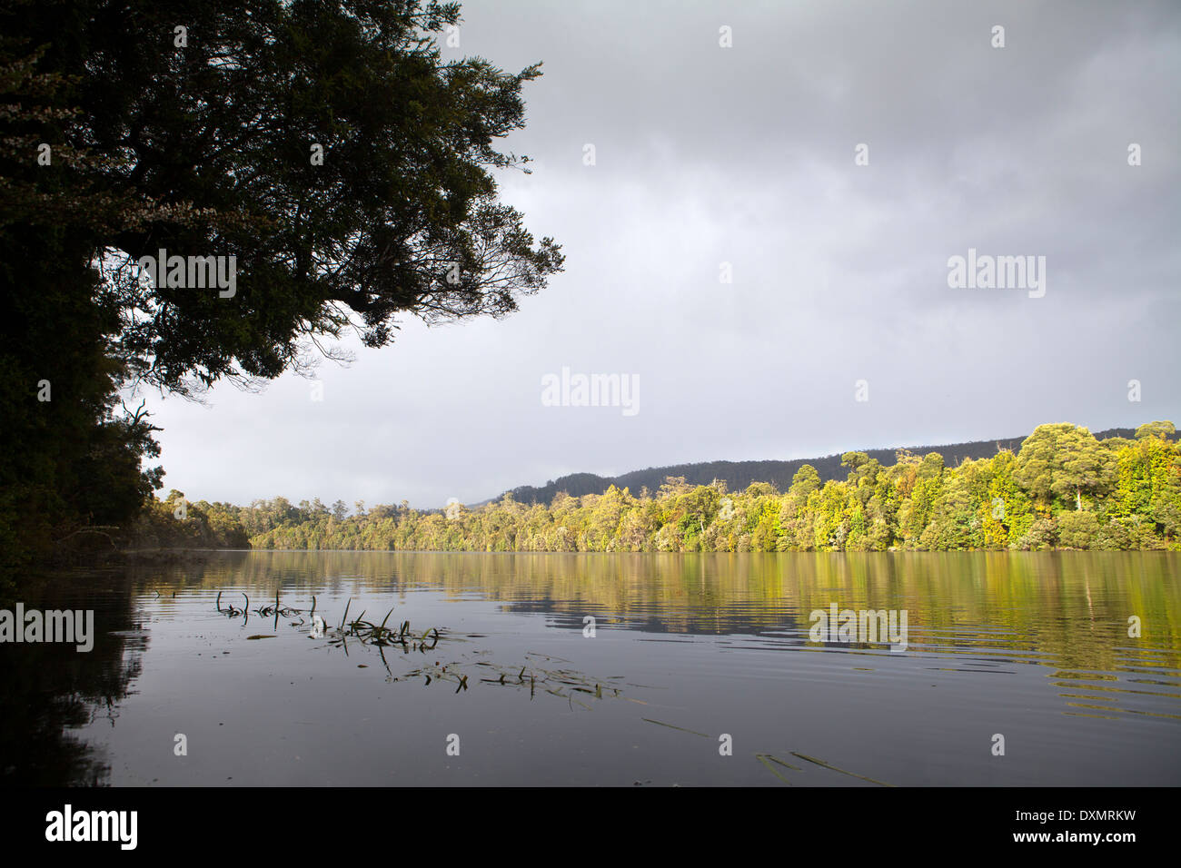 Dawn on the Pieman River through the Tarkine rainforest Stock Photo - Alamy