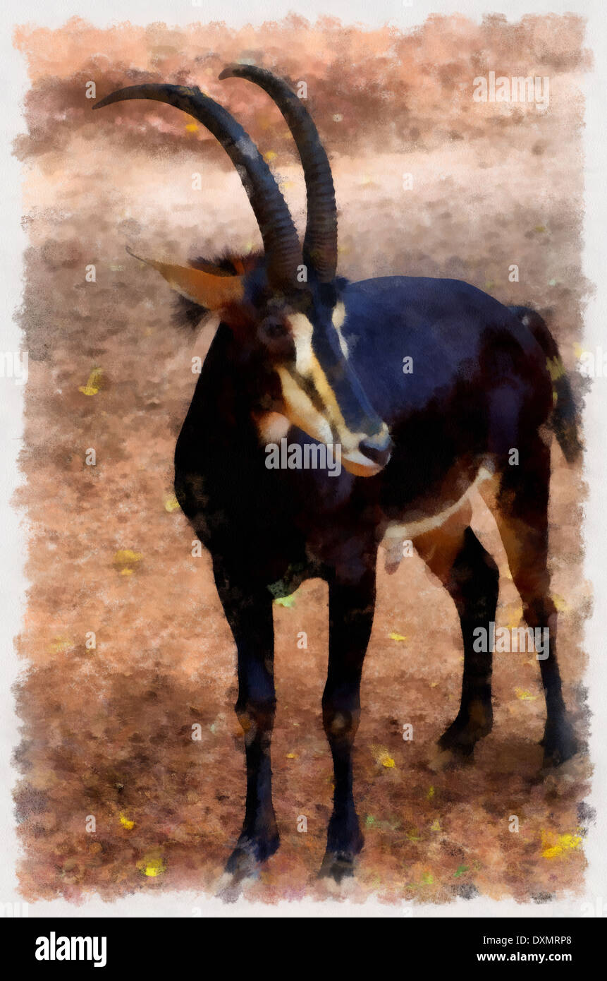 Black antelope (Latin Hippotragus niger) - African antelope ...