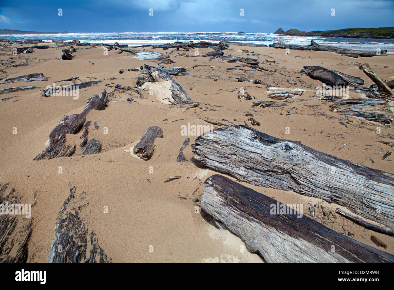 Washed-up logs at Pieman Heads, at the edge of the Tarkine rainforest ...