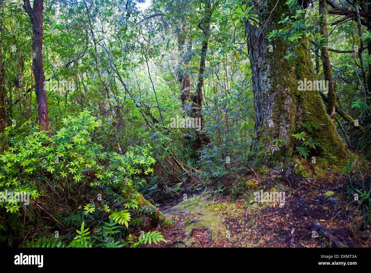 Tasmania forest hi-res stock photography and images - Alamy