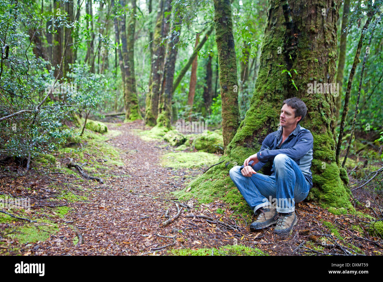 Rest stop inside the Tarkine rainforest Stock Photo - Alamy
