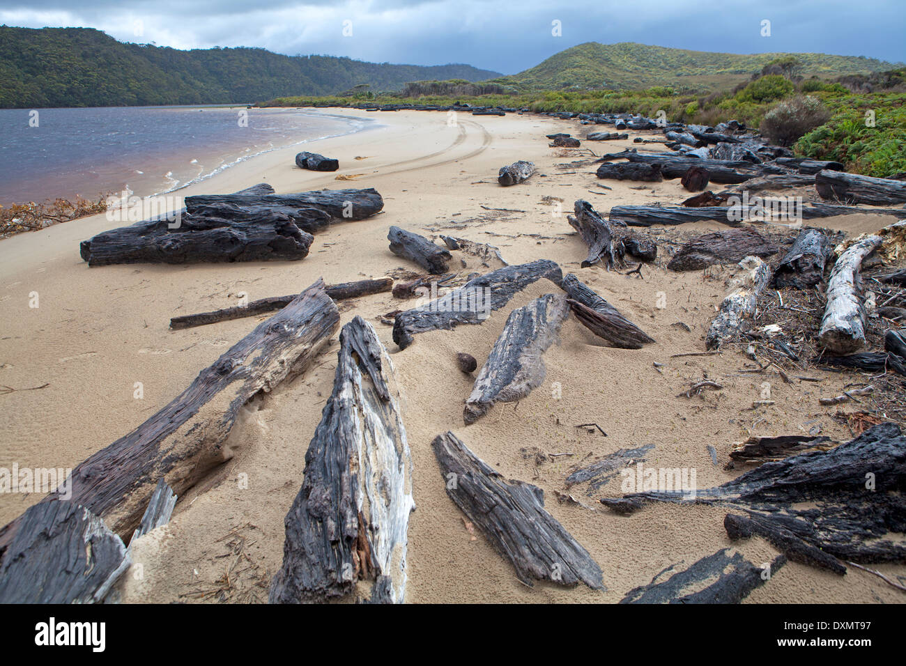 Washed-up logs at Pieman Heads, at the edge of the Tarkine rainforest ...