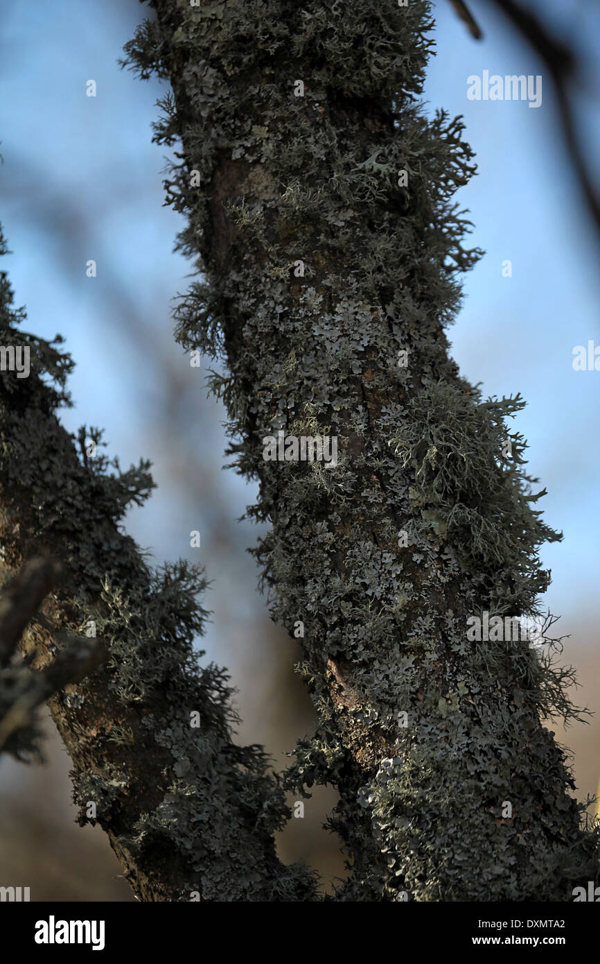 tree trunk with lichen by ancient Titchfield Canal on Meon Marsh Stock ...