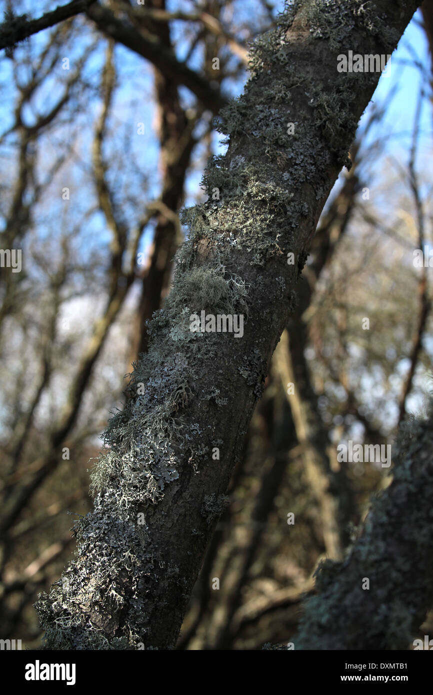 tree trunk and branch with lichen by ancient Titchfield Canal on Meon ...