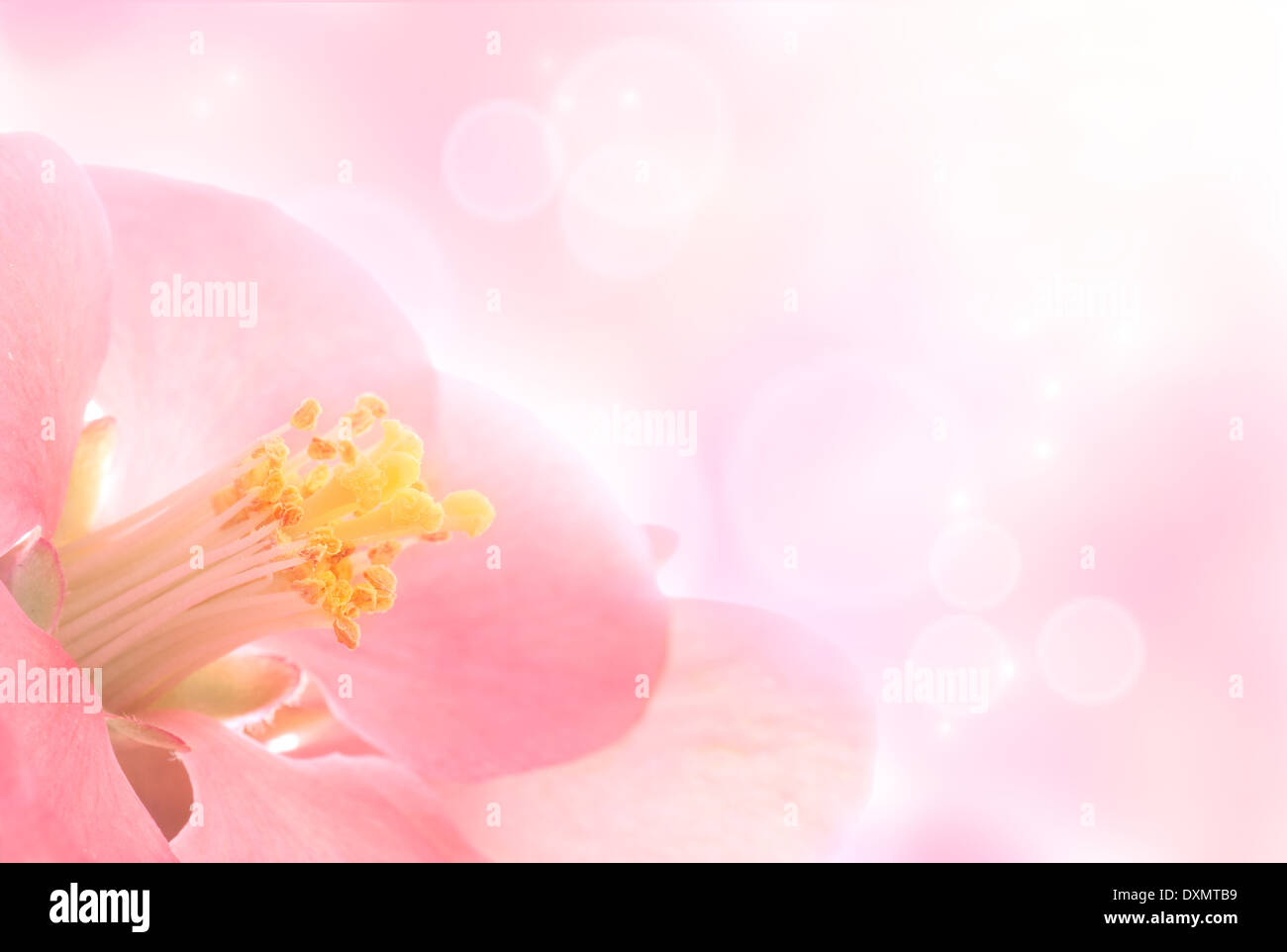 Design flowers background. Spring or summer floral nature background ...