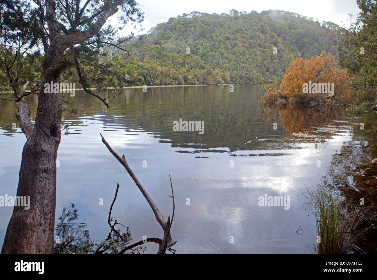 Still dawn on the PIeman River through the Tarkine rainforest Stock ...