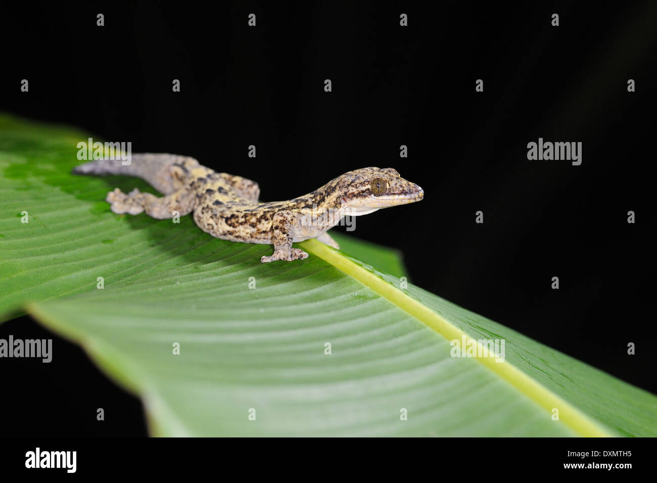 A turnip-tailed Gecko on a banana leaf in Costa Rica Stock Photo - Alamy