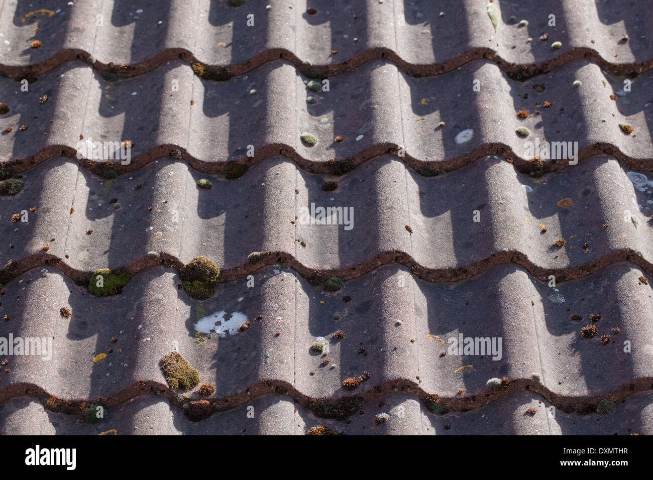 House Roof Pantiles. Established, with mosses established and growing ...