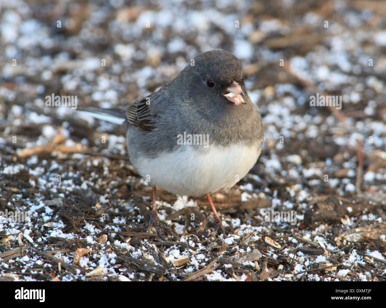 Gathering seeds hi-res stock photography and images - Alamy