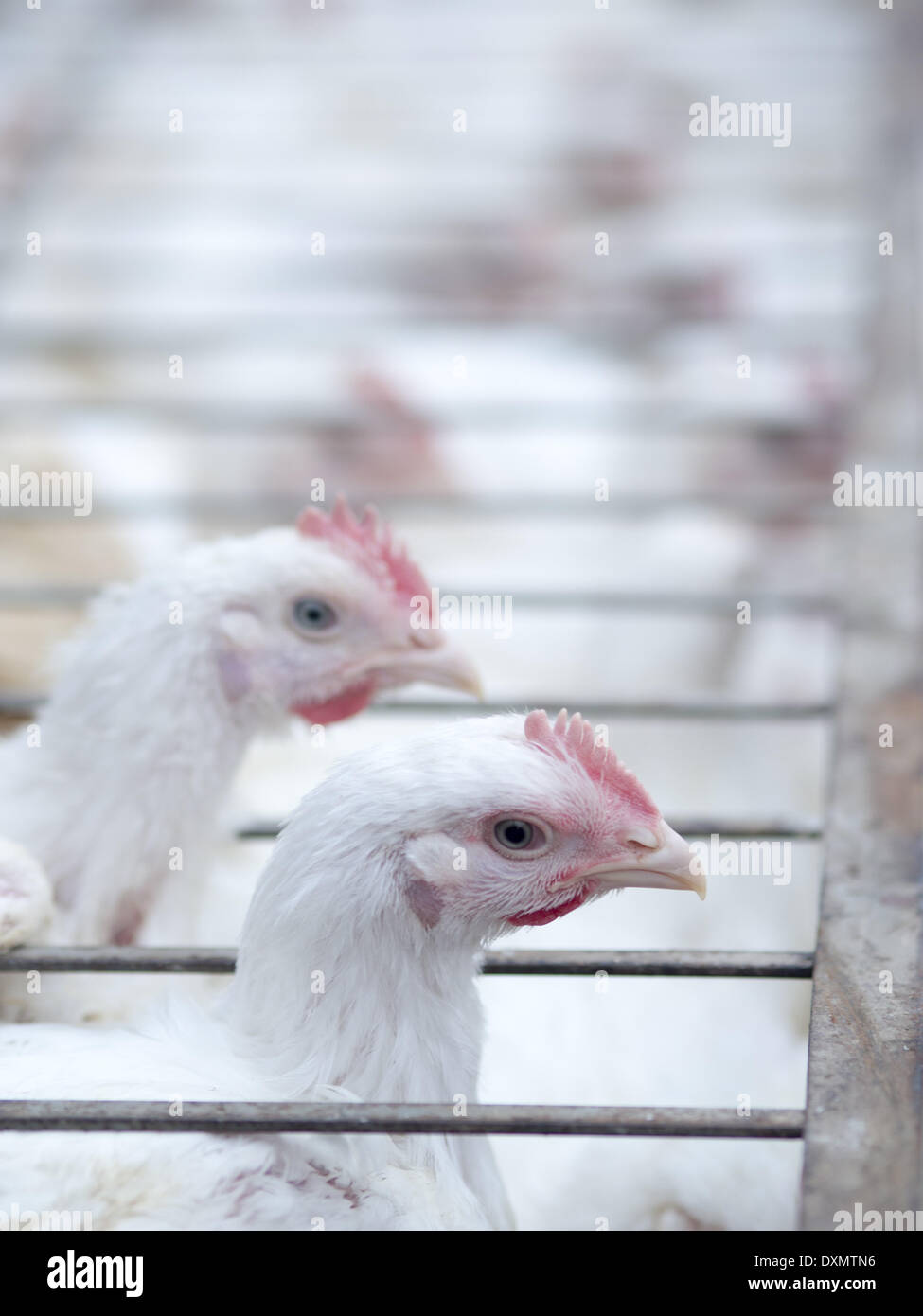 Fez Medina Chicken High Resolution Stock Photography and Images - Alamy