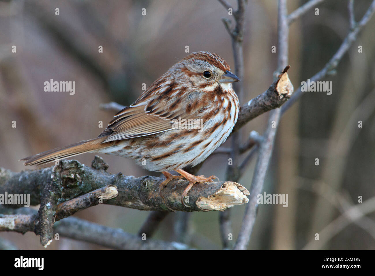 Song sparrow melospiza melodia hi-res stock photography and images - Alamy