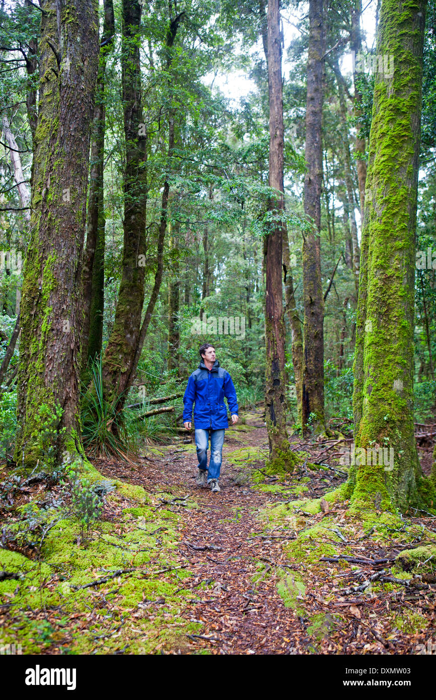 Walking trail through the Tarkine rainforest Stock Photo - Alamy