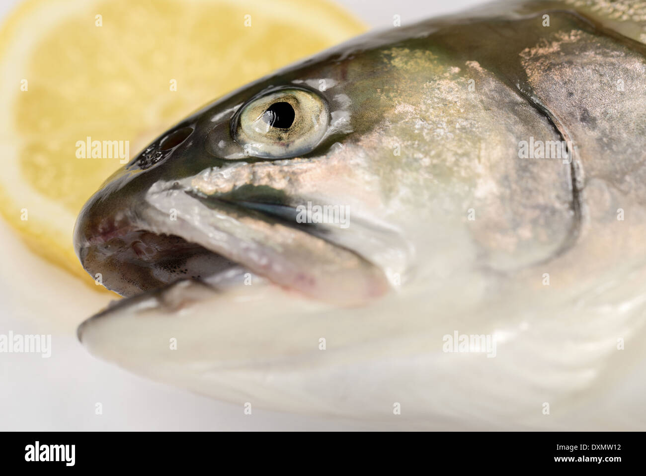 Fresh char fish detail Stock Photo - Alamy