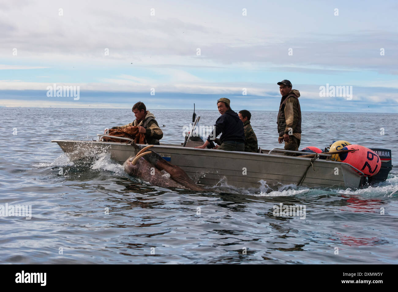 Walrus hunters, Cape Achen, Chukotka, Russia Stock Photo - Alamy