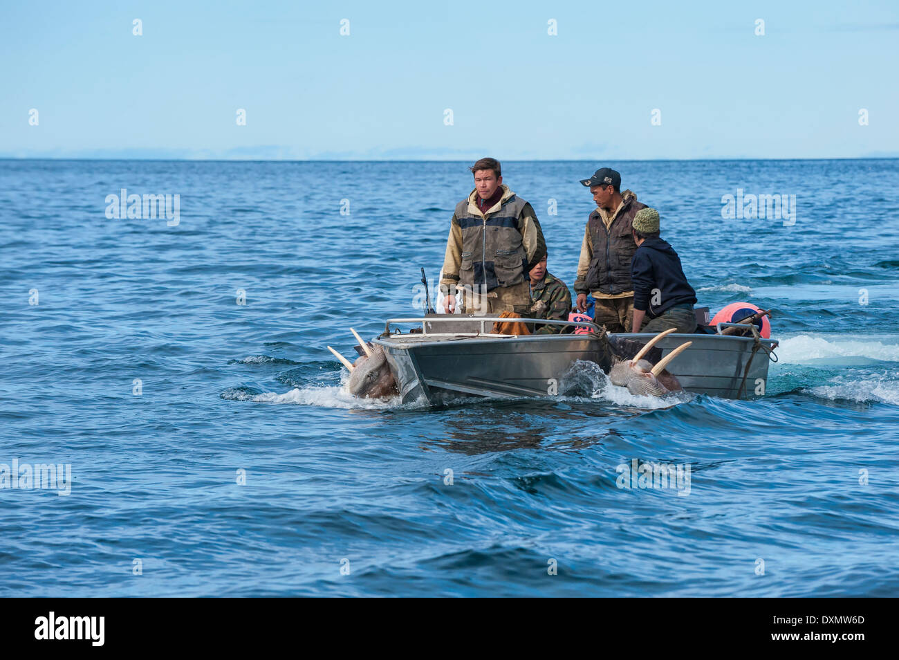 Walrus hunters, Cape Achen, Chukotka, Russia Stock Photo - Alamy
