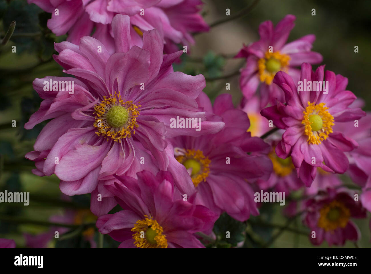 Pink fall anemone flower hi-res stock photography and images - Alamy