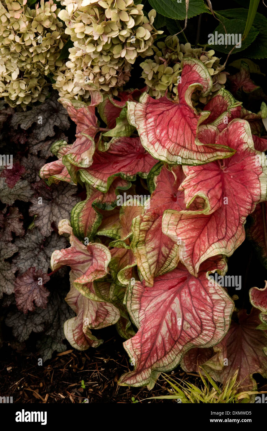 Florida sweetheart hi-res stock photography and images - Alamy