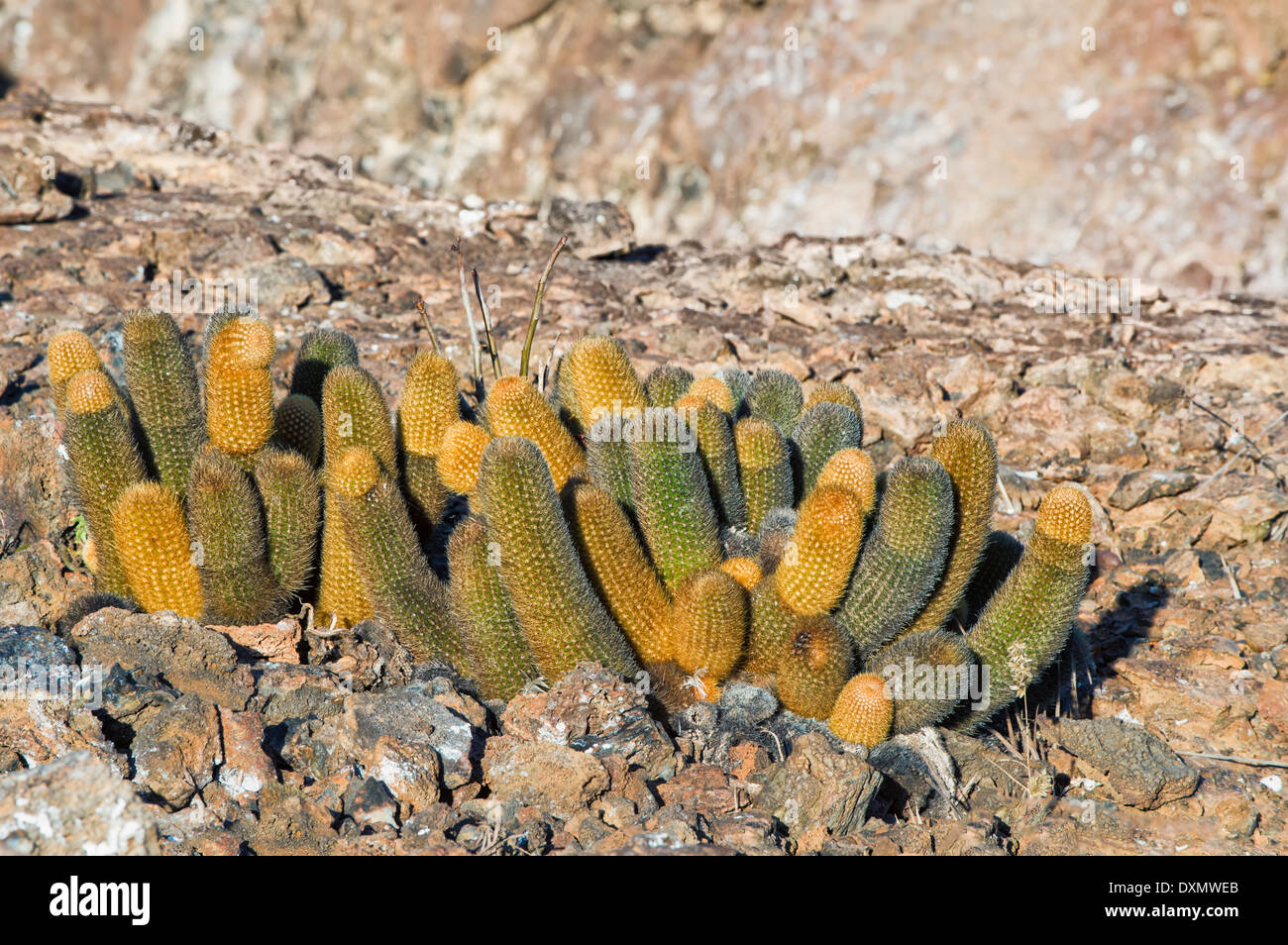 Lava galapagos plant plants hi-res stock photography and images - Alamy