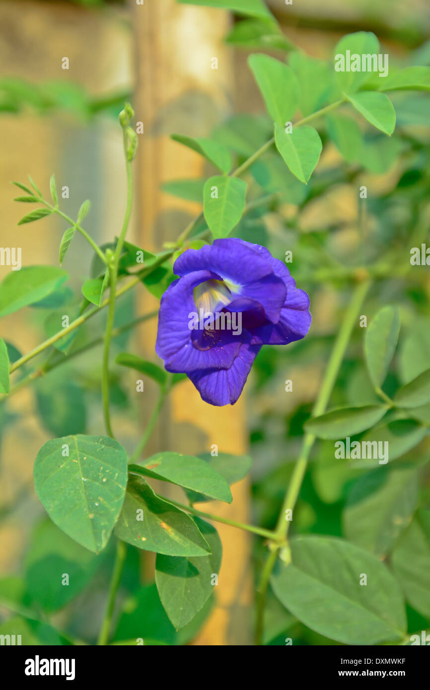 Butterfly pea flowers hi-res stock photography and images - Alamy