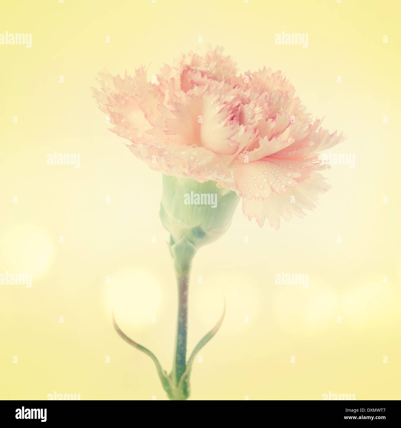 Wet carnation flower carnation flower hi-res stock photography and ...