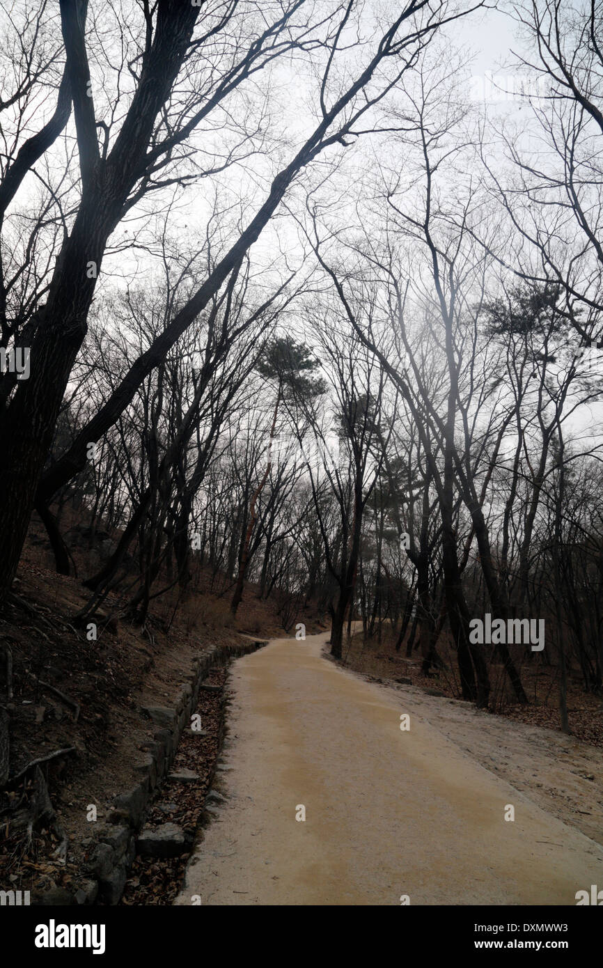 A trail through the forest in Jeongneung Royal Tomb, Seoul, South Korea ...
