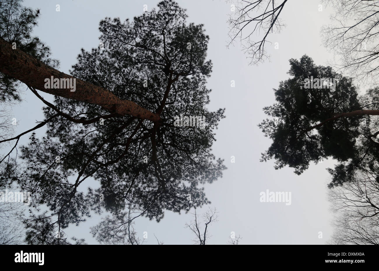 Tall pine trees in a compound of the Jeongneung Royal Tomb, Seoul ...