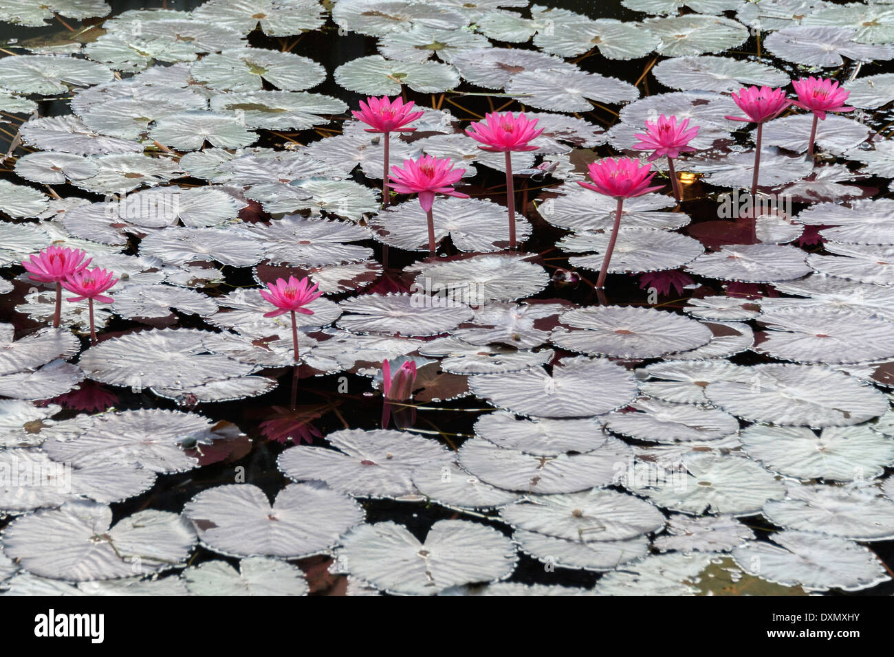 Red locus flowers and leaves (Padonma Kyar), Inle Lake, Myanmar Stock ...
