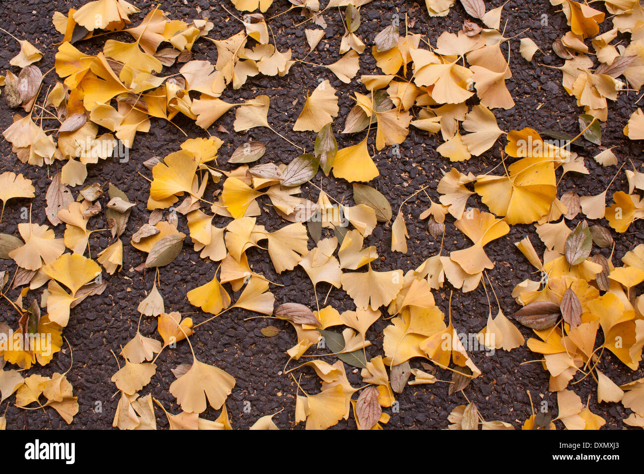 leafs on the floor,leafs defoliate from the trees Stock Photo - Alamy