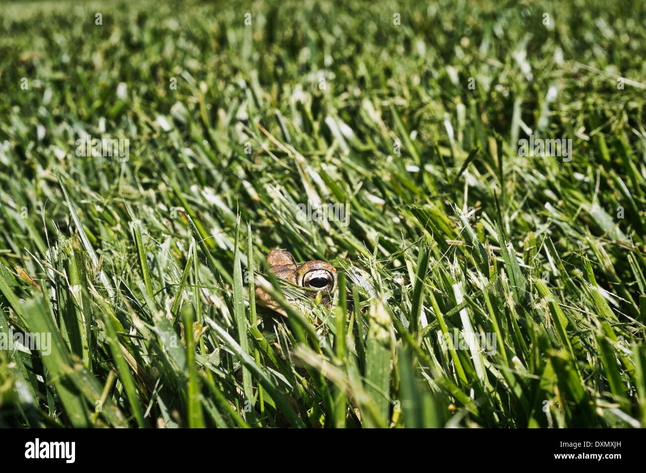 Toad grass hi-res stock photography and images - Alamy