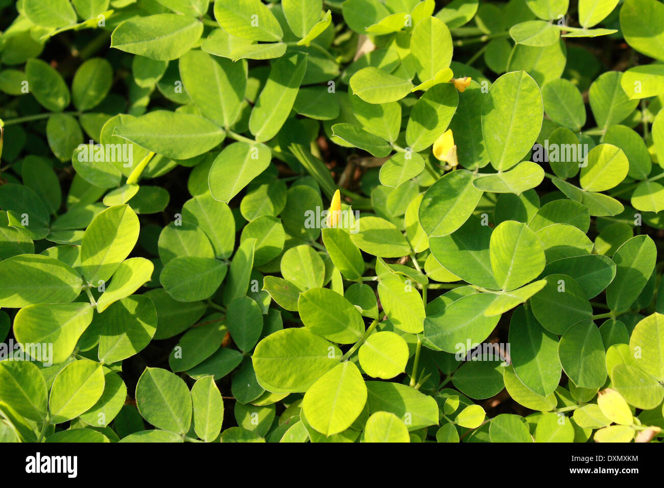 soft grass in the park are growing up Stock Photo - Alamy