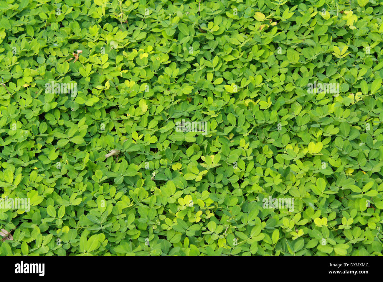 soft grass in the park are growing up Stock Photo - Alamy